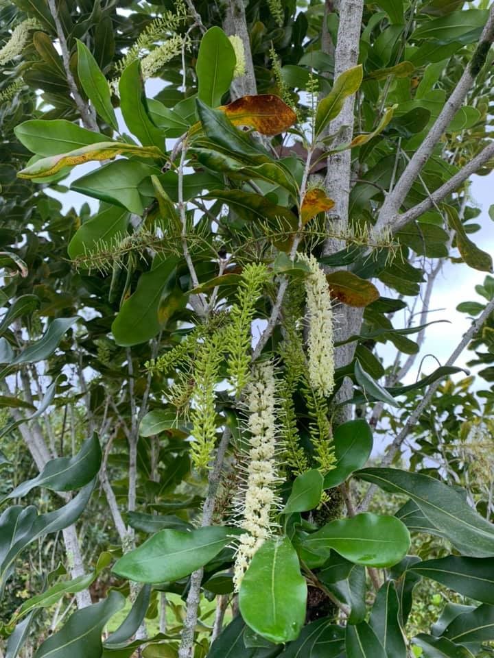 The lifecycle of the macadamia nut - Monika's Mac Nuts