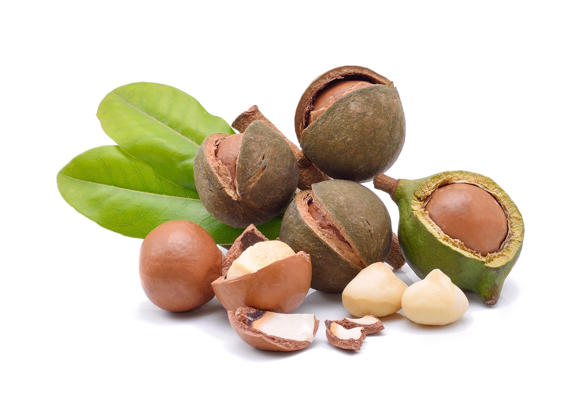 Buy Online Fresh In Shell Macadamia Nuts Hawaii | Monika's Mac Nuts