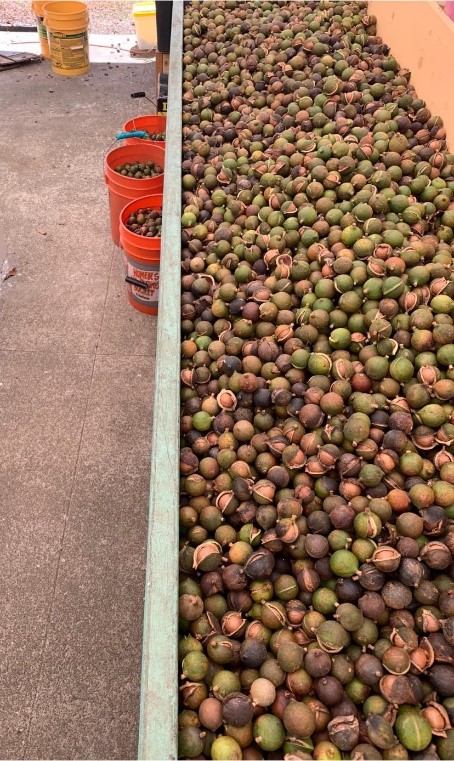 The lifecycle of the macadamia nut - Monika's Mac Nuts