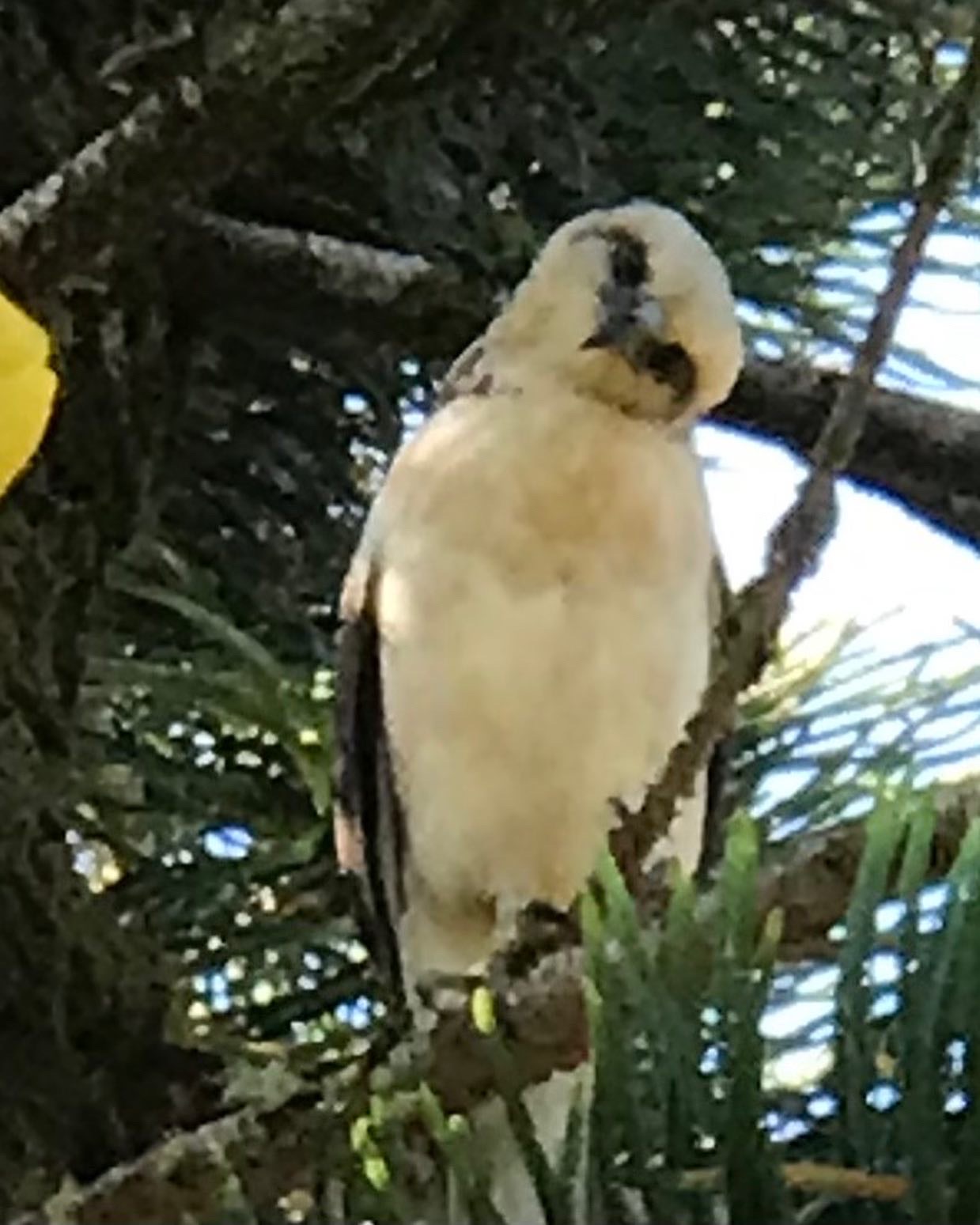 Photographs of native birds on the Big Island - Monika's Mac Nuts